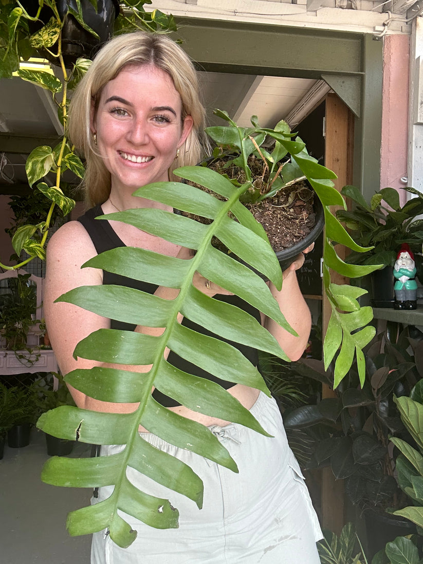 Cactus Fern – The Jungle Plant Co