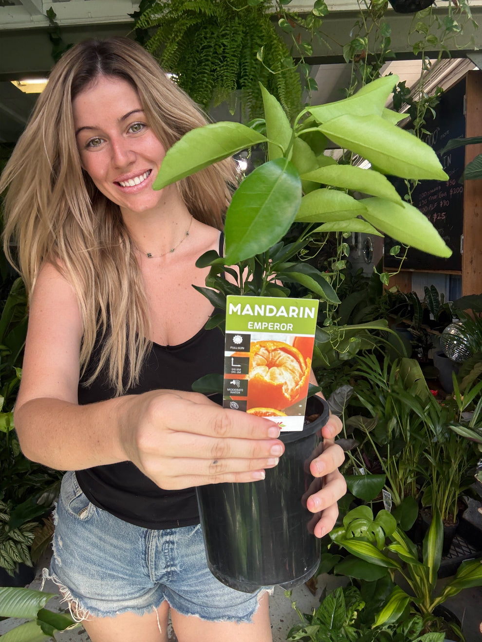 Emperor Mandarin – The Jungle Plant Co