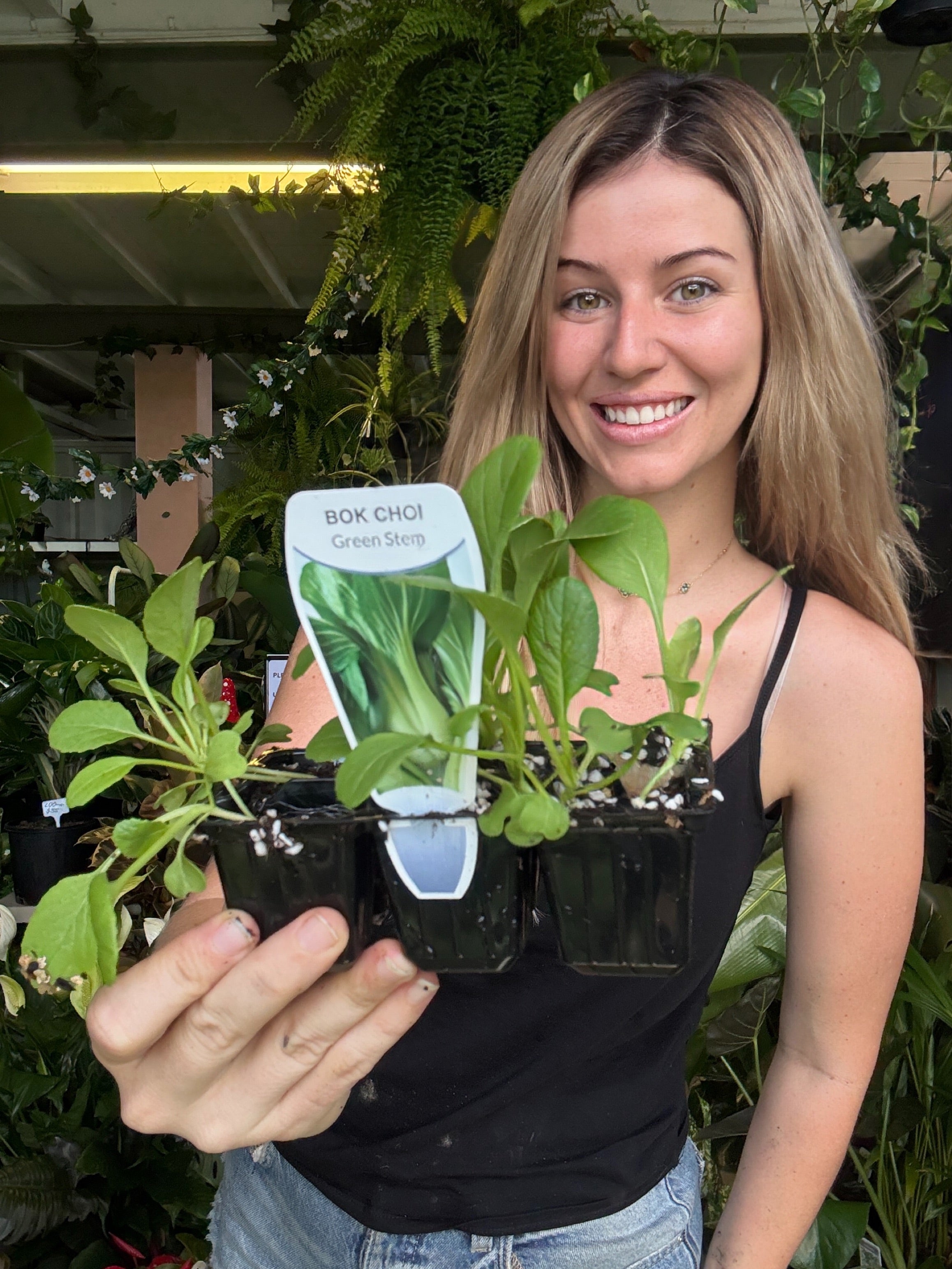 Bok Choy – Metric Punnet – The Jungle Plant Co