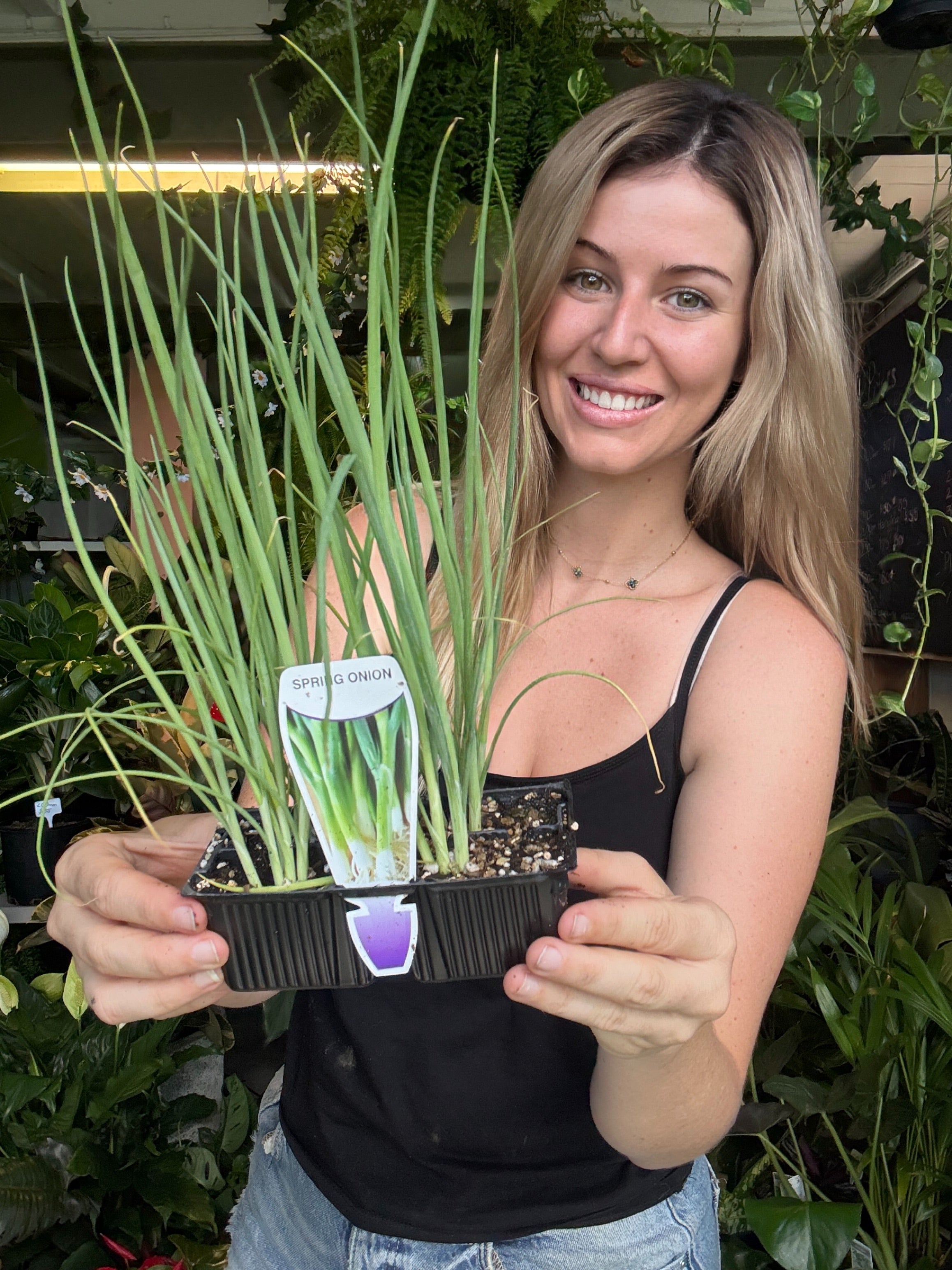 Spring Onion – Metric Punnet – The Jungle Plant Co