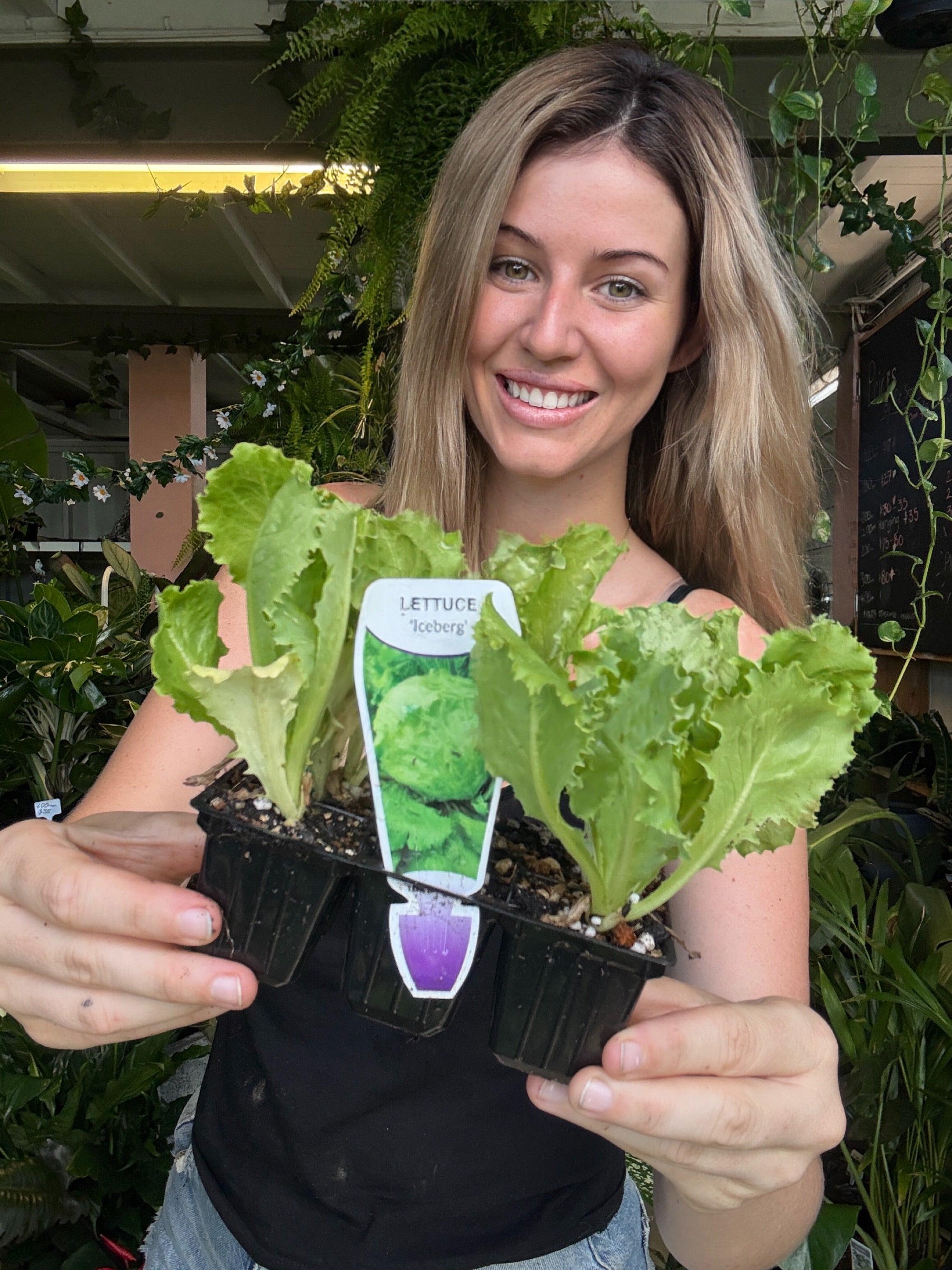 Iceberg Lettuce – Metric Punnet – The Jungle Plant Co
